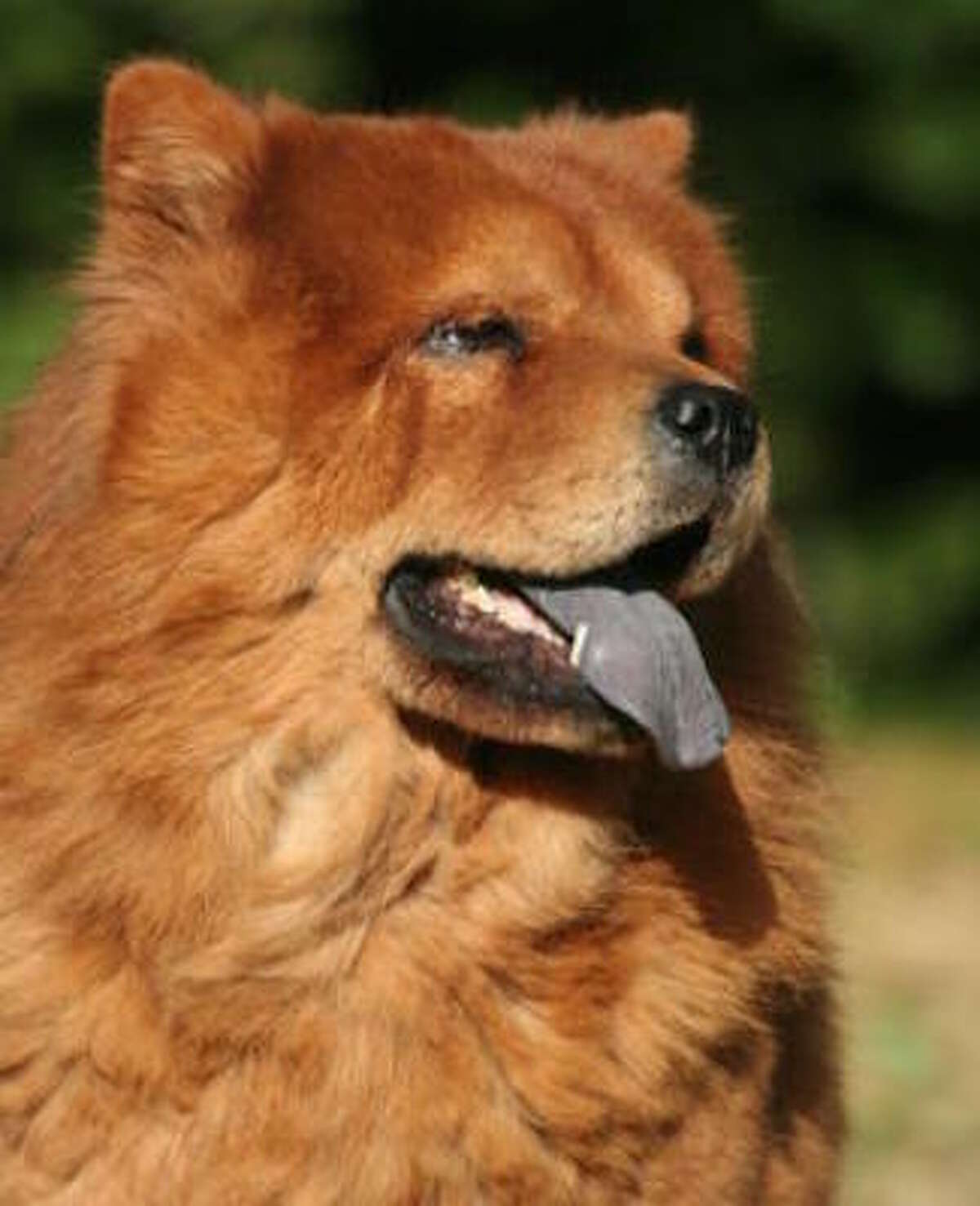 Houston shares tips during dog Bite Prevention Week