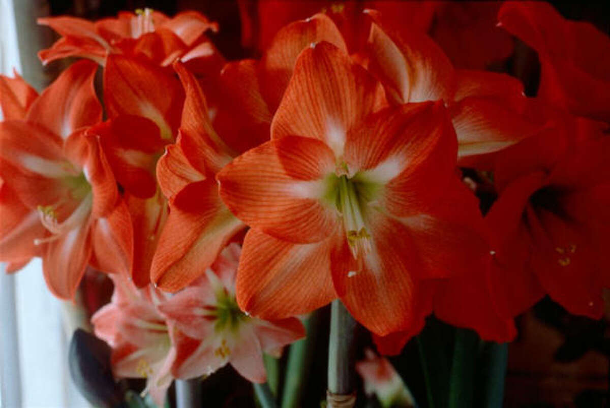 AMARYLLIS