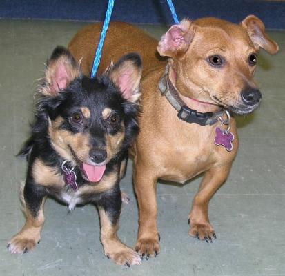 Pethouse pet of the week