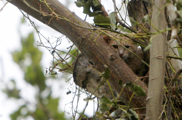 Animals weather the storm