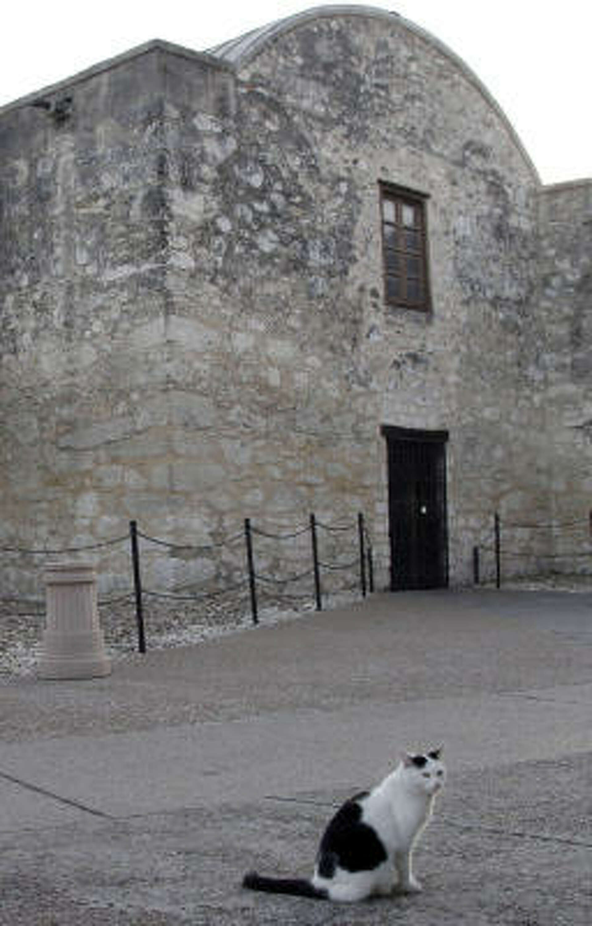 Alamo Cat keeps watch over Lone Star landmark