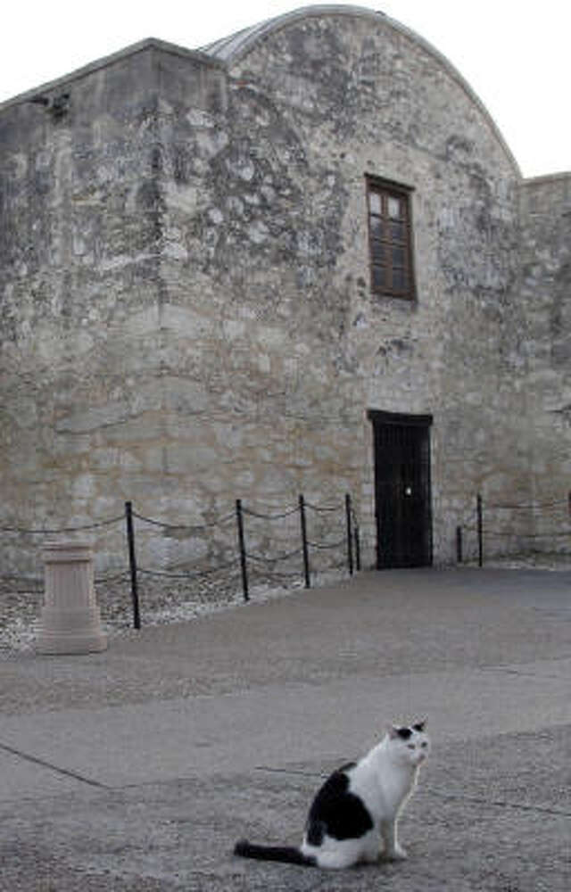 Alamo Cat keeps watch over Lone Star landmark