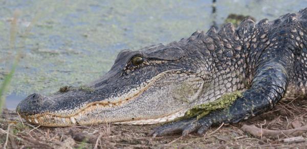 Open season on Montgomery County gators
