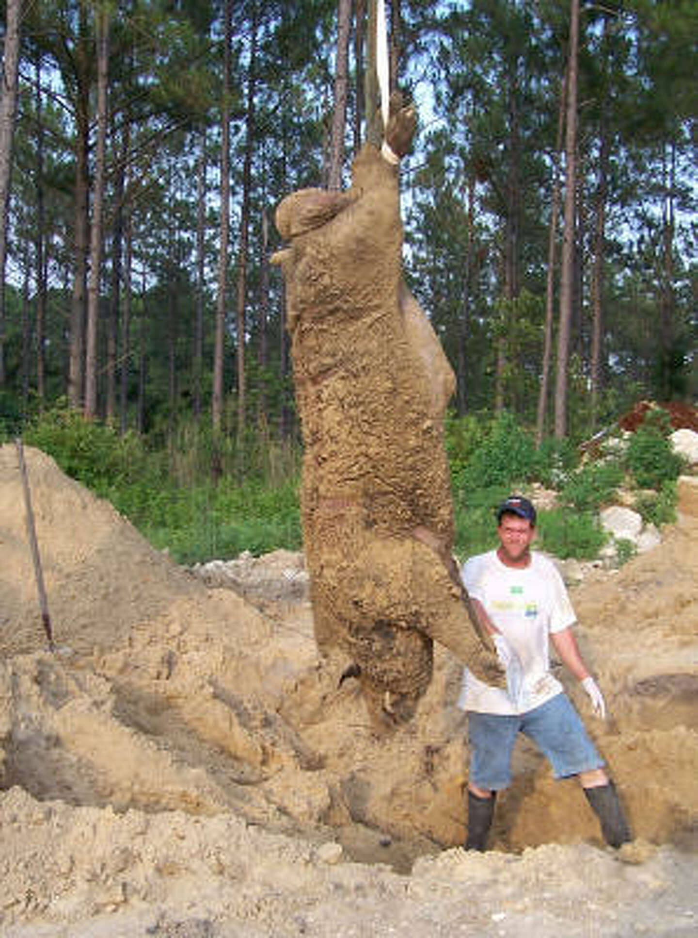 'Gargantuan' wild hog weighing nearly 800 pounds caught in Texas