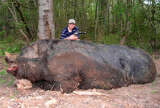 'Gargantuan' wild hog weighing nearly 800 pounds caught in Texas