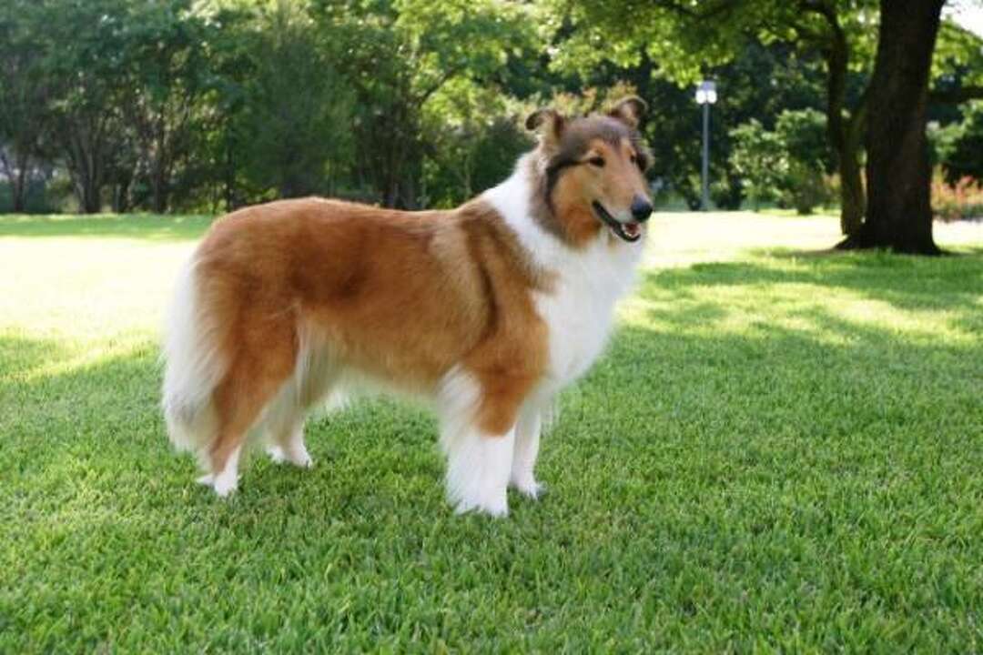 Aggie mascot Reveille VIII to retire at school year's end