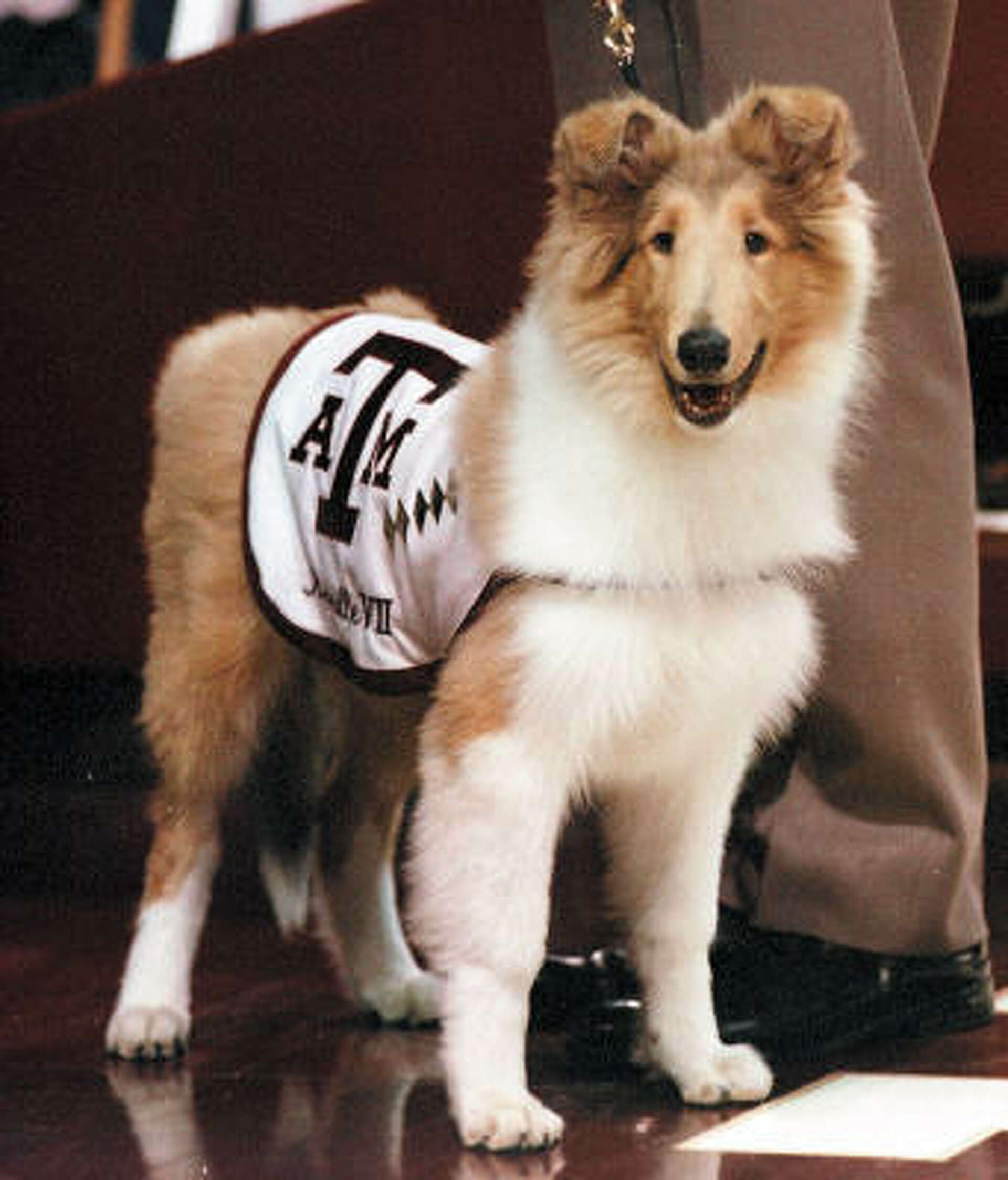Aggie mascot Reveille VIII to retire at school year's end