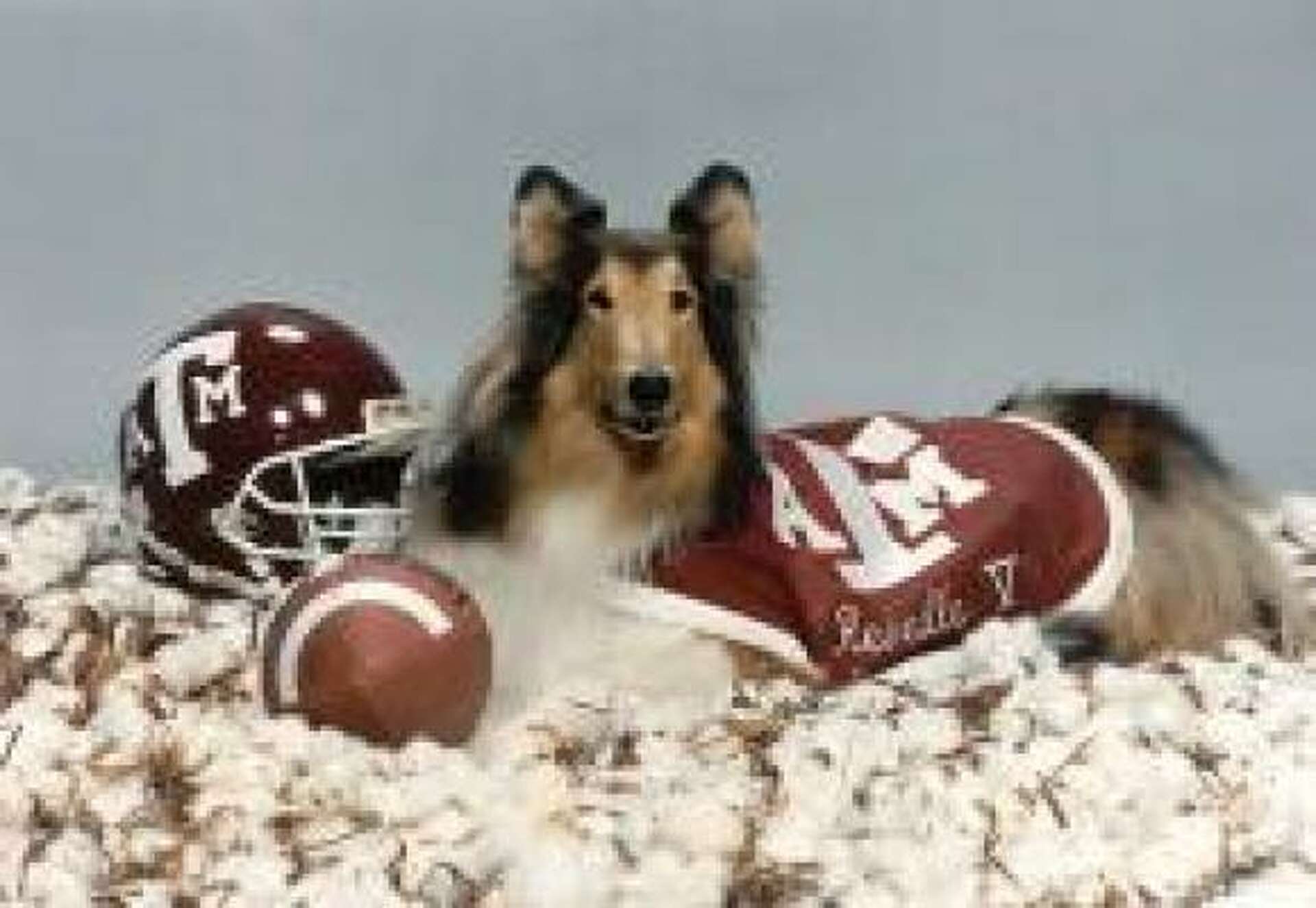Retired A&M mascot Reveille VII dead at age 12