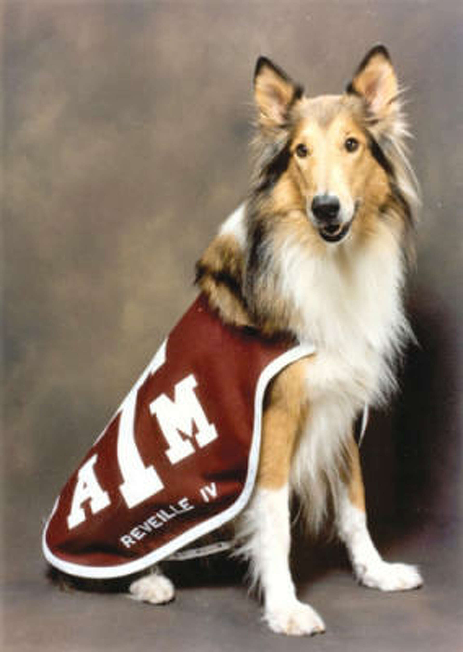 Retired A&M mascot Reveille VII dead at age 12