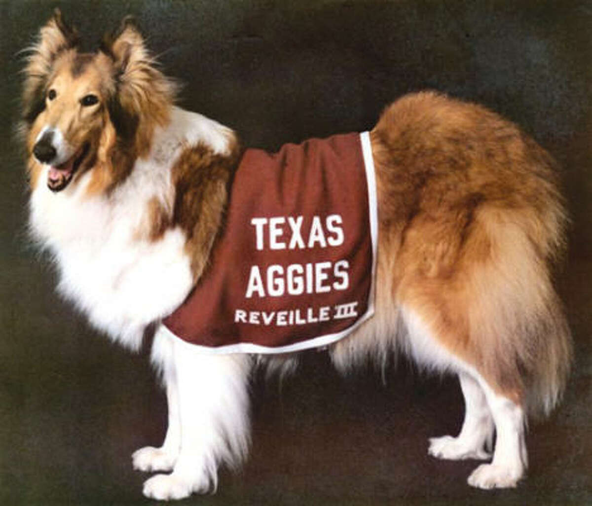 Aggie mascot Reveille VIII to retire at school year's end