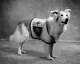 Retired A&M mascot Reveille VII dead at age 12