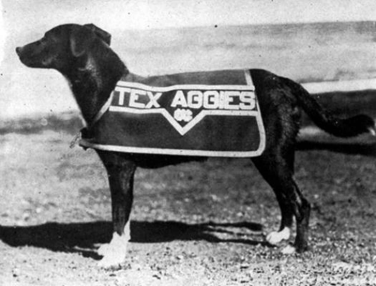 Aggie mascot Reveille VIII to retire at school year's end