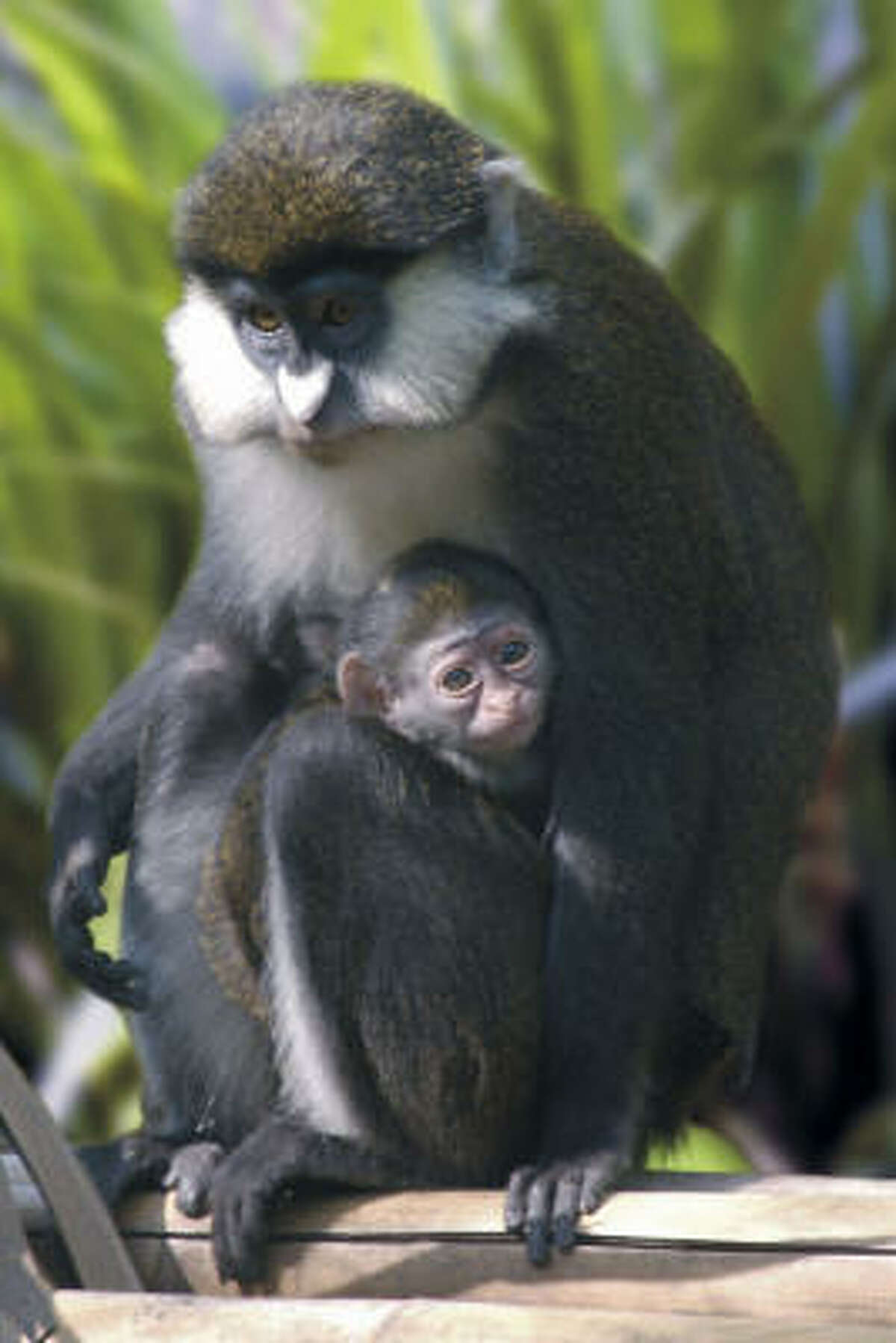 New animal babies