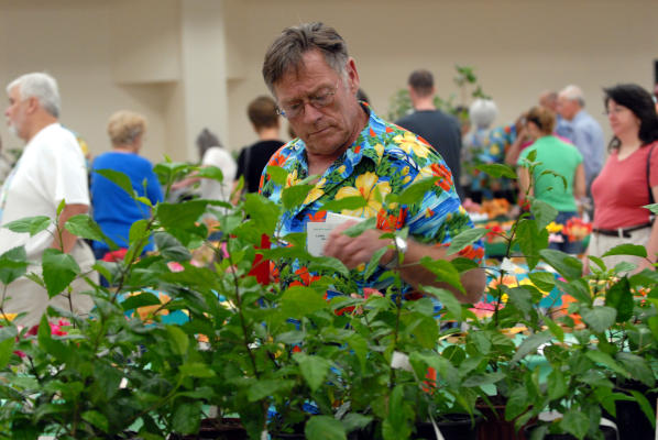 HIBISCUS SHOW
