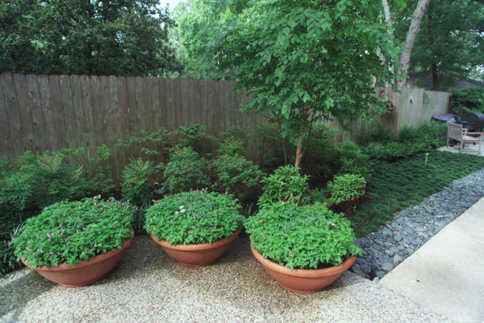 SHADE AND WOODLAND GARDENS