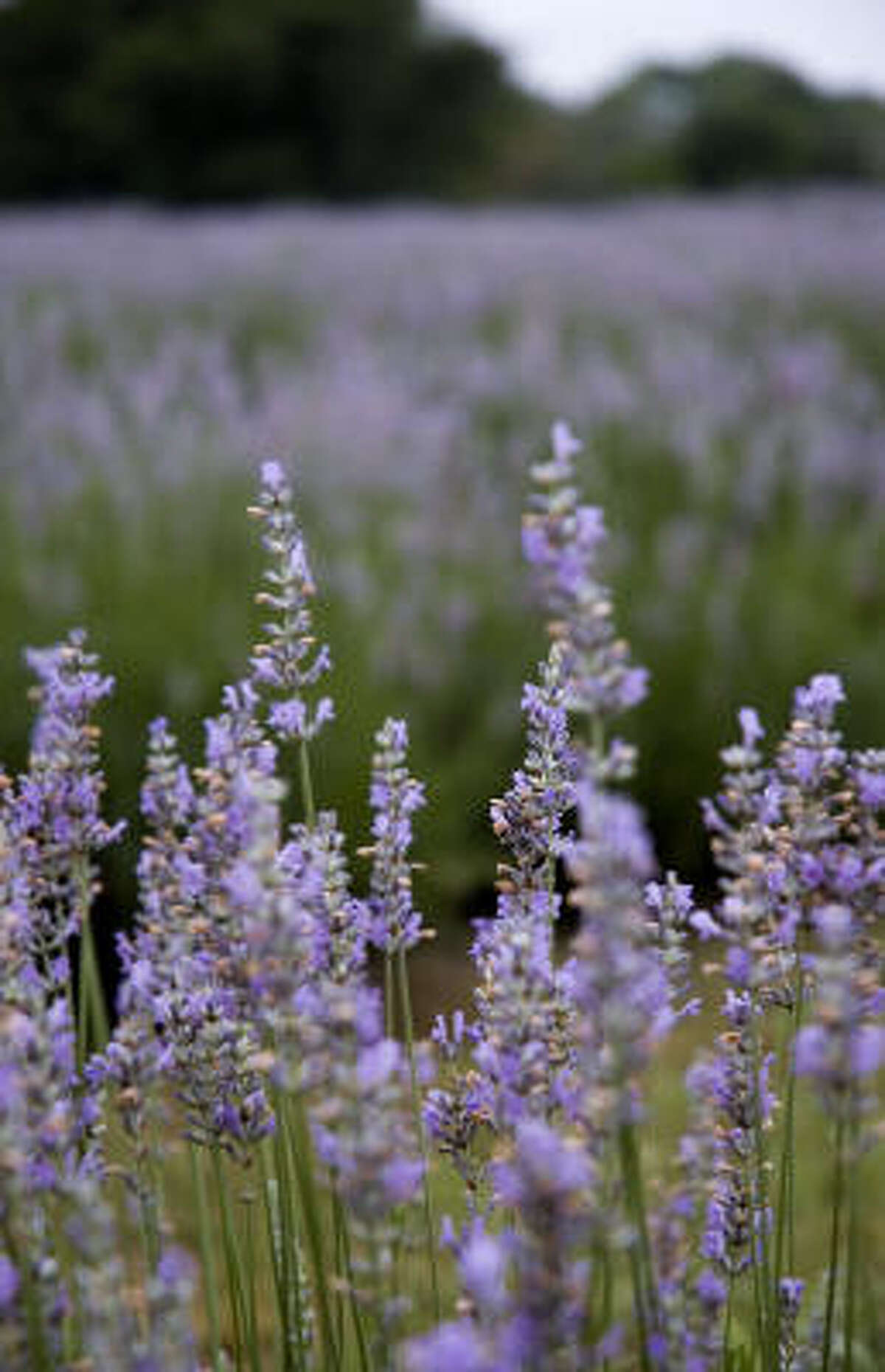 It's lavender time in the Hill Country