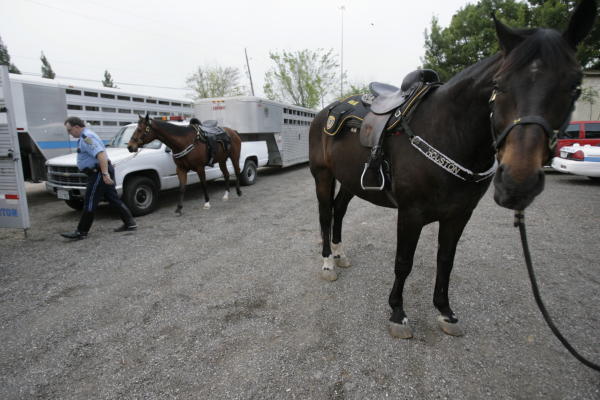 Meet the horses of HPD mounted patrol