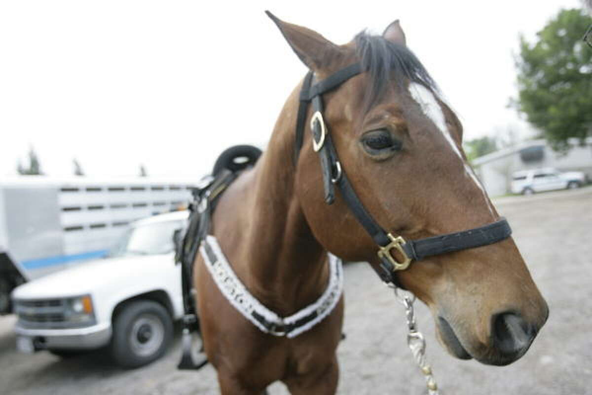 Meet the horses of HPD mounted patrol