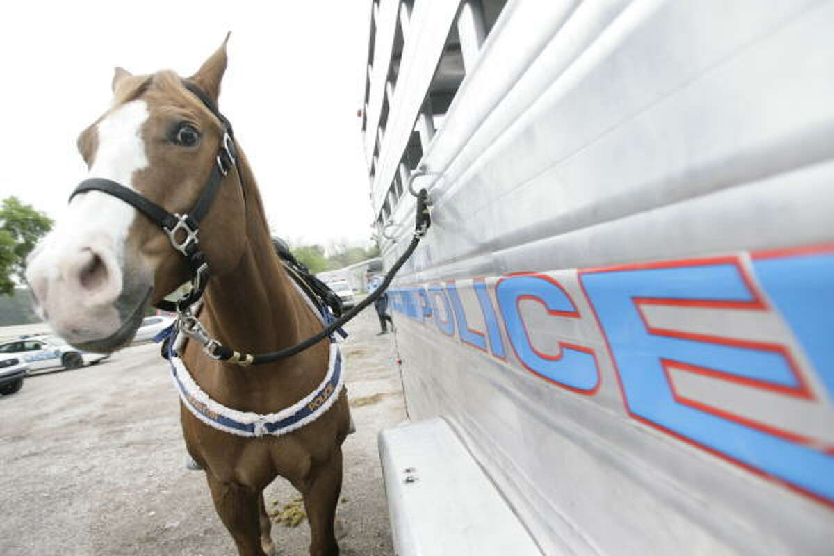 Meet the horses of HPD mounted patrol