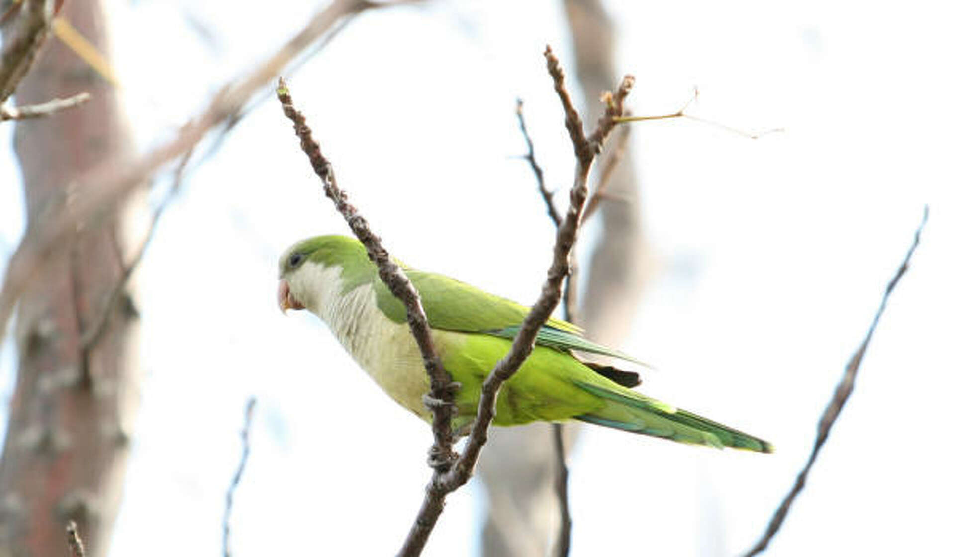 TXU squawks over parakeet nesting habits