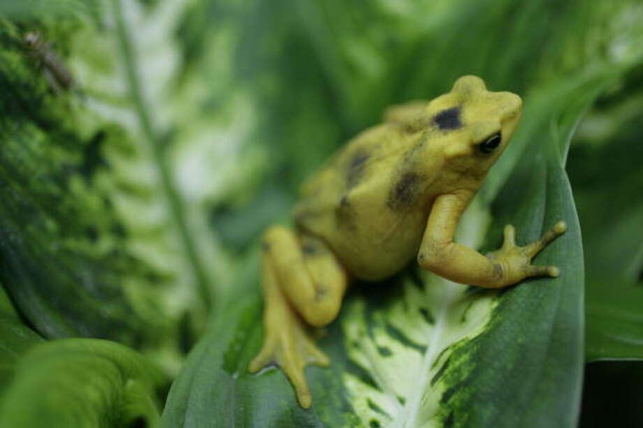 Critically endangered 'Houston Toad' is about to croak… for good ...