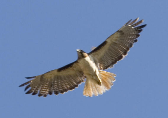 On the glide path of migrating raptors