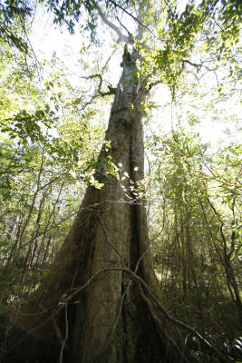 75-foot tree in Liberty County a national contender