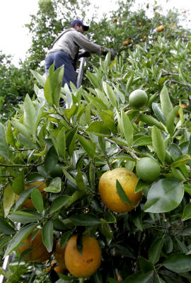 Orange shortage brings another juice price jump