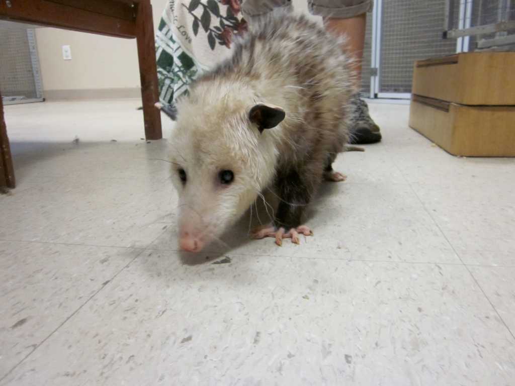 New Canaan Nature Center helps others understand nocturnal animals