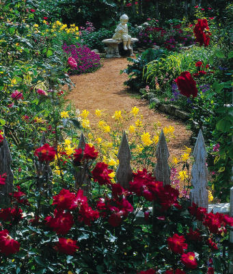 Coming up roses