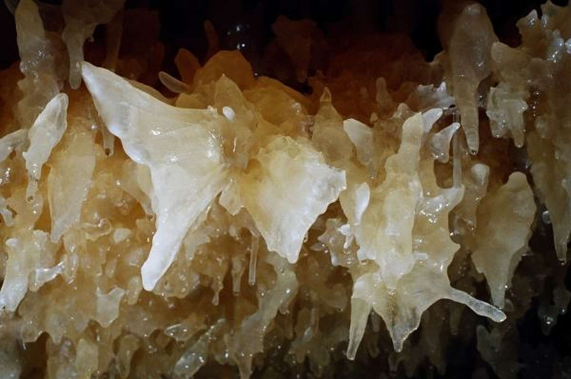 Caverns offer reward in theft of rare butterfly formation