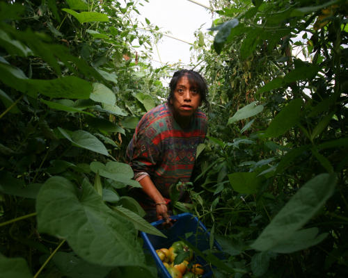 Immigrants crucial to farming in Appalachia