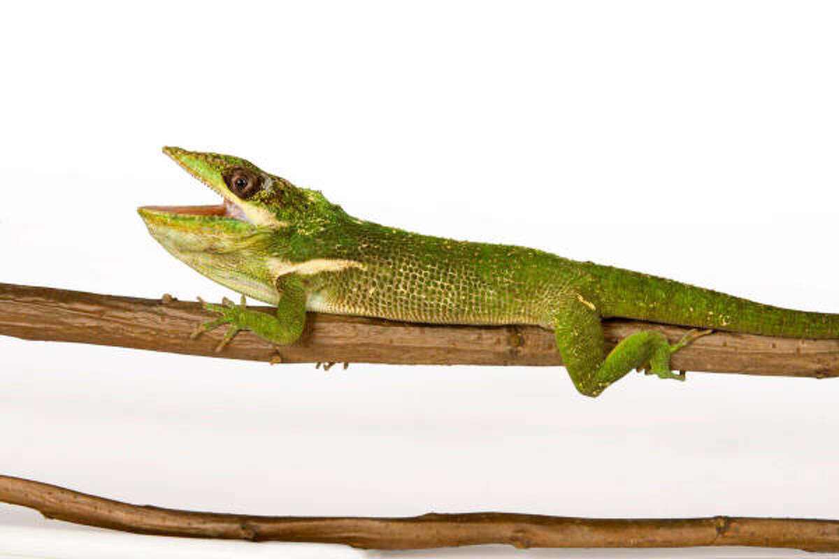 Lizards & Snakes alive!