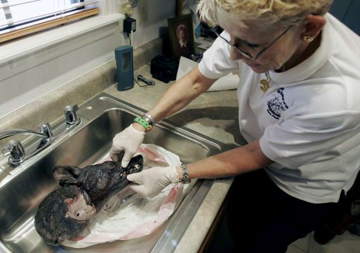 Texas wildlife expert answers all your mythical creature questions