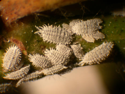MEALYBUGS AND SCALE