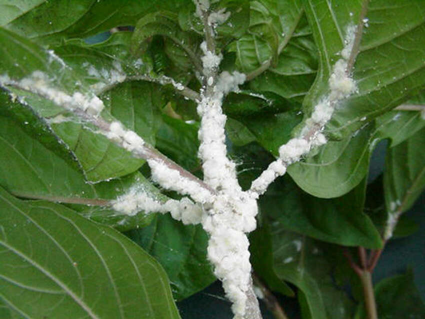 MEALYBUGS AND SCALE