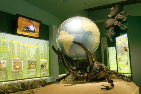 It's a Bug's World at the Houston Museum of Natural Science