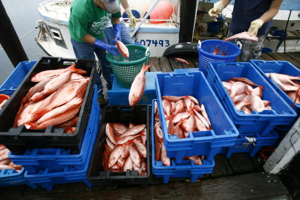 Images of the red snapper industry