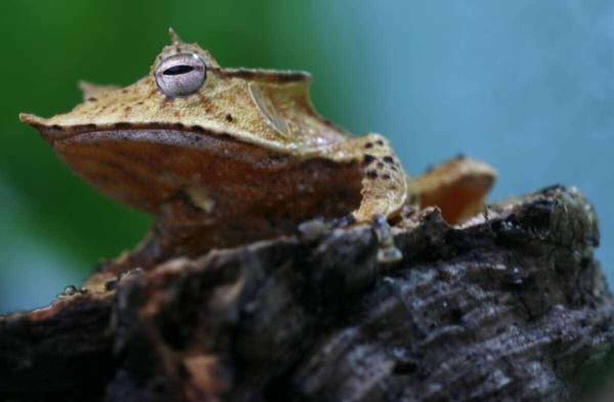 Golden effort to save an iconic frog