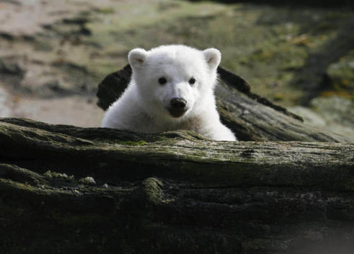 Cute knut