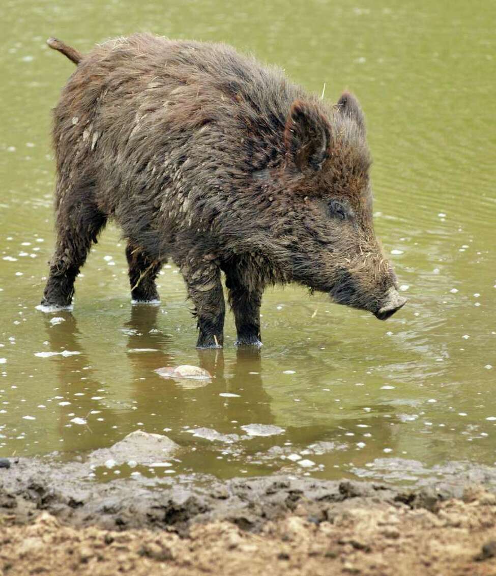 Wild boars go hog-wild as upstate threat
