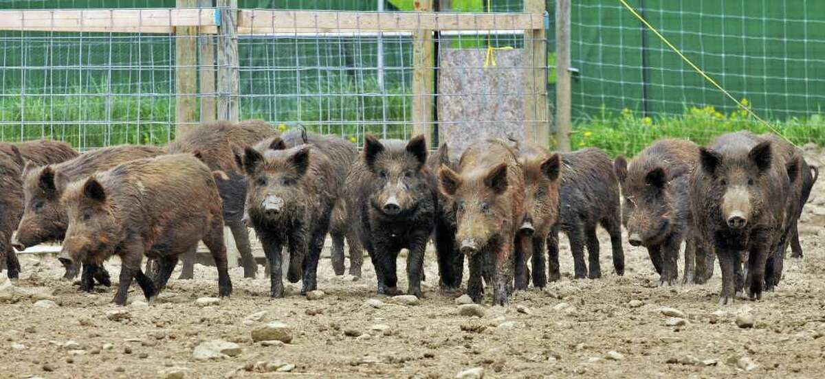 Wild boars go hog-wild as upstate threat