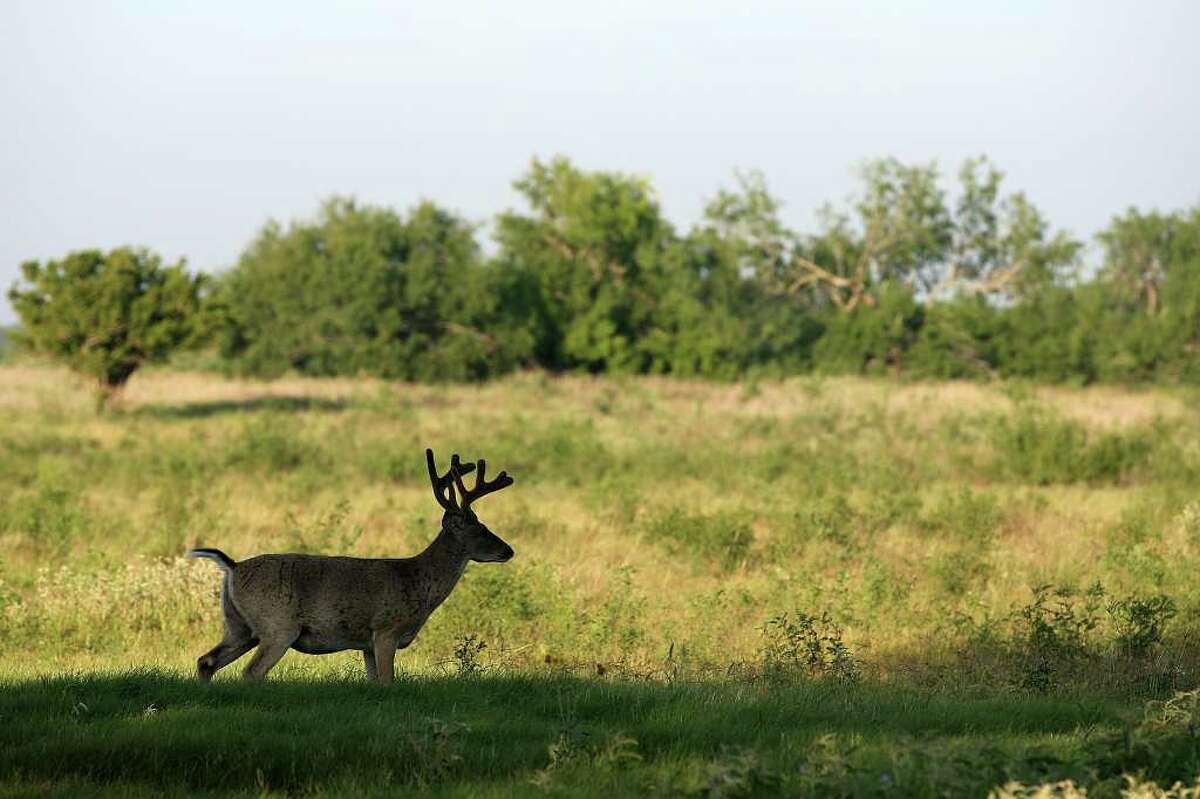 Conservation finds a home on giant ranches