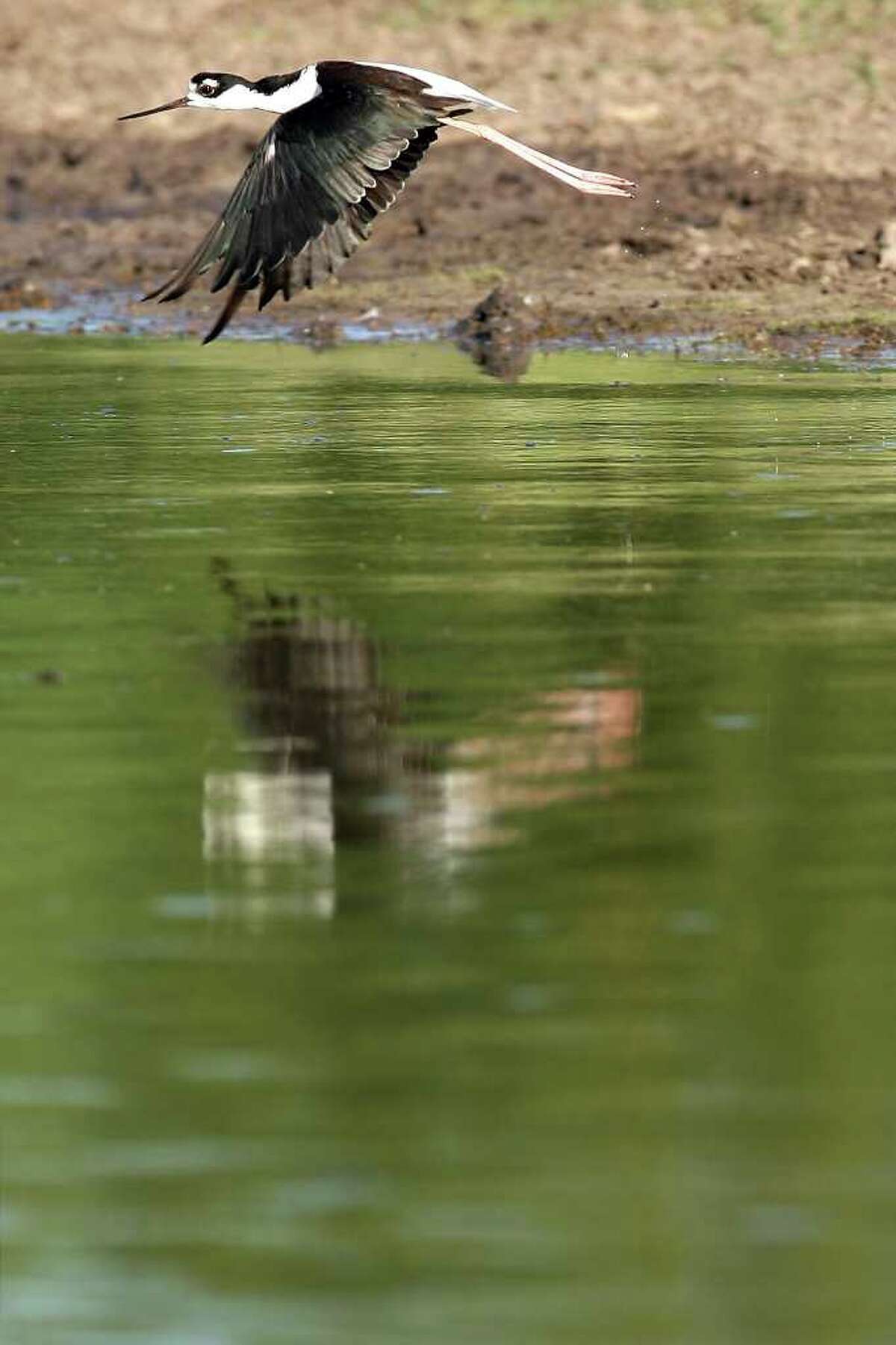 Conservation finds a home on giant ranches