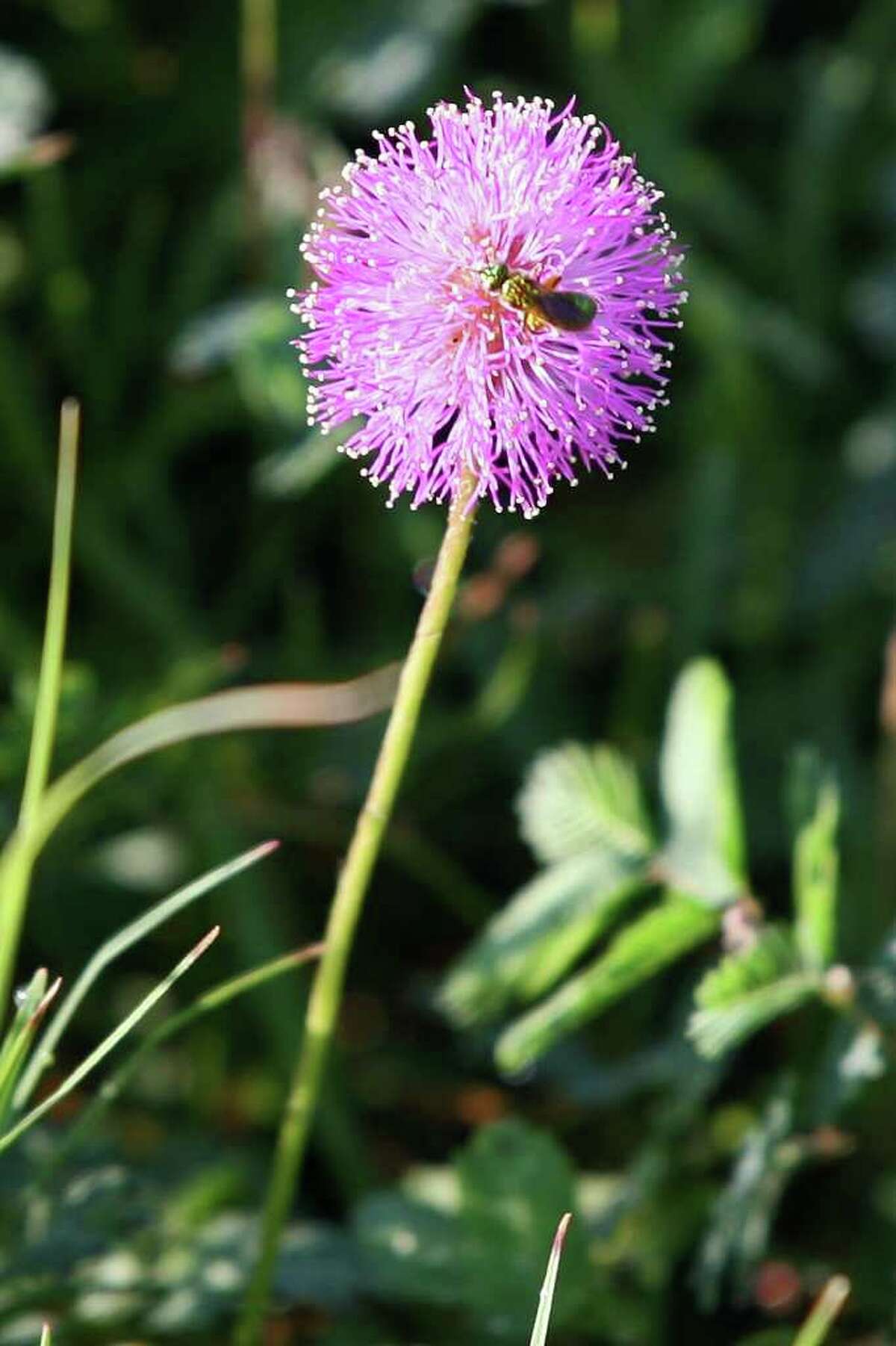 Conservation finds a home on giant ranches