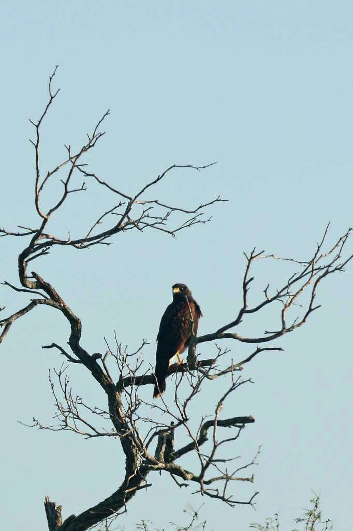 Conservation finds a home on giant ranches