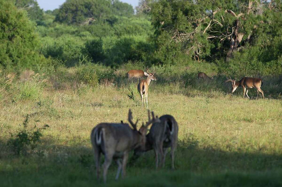 Conservation finds a home on giant ranches