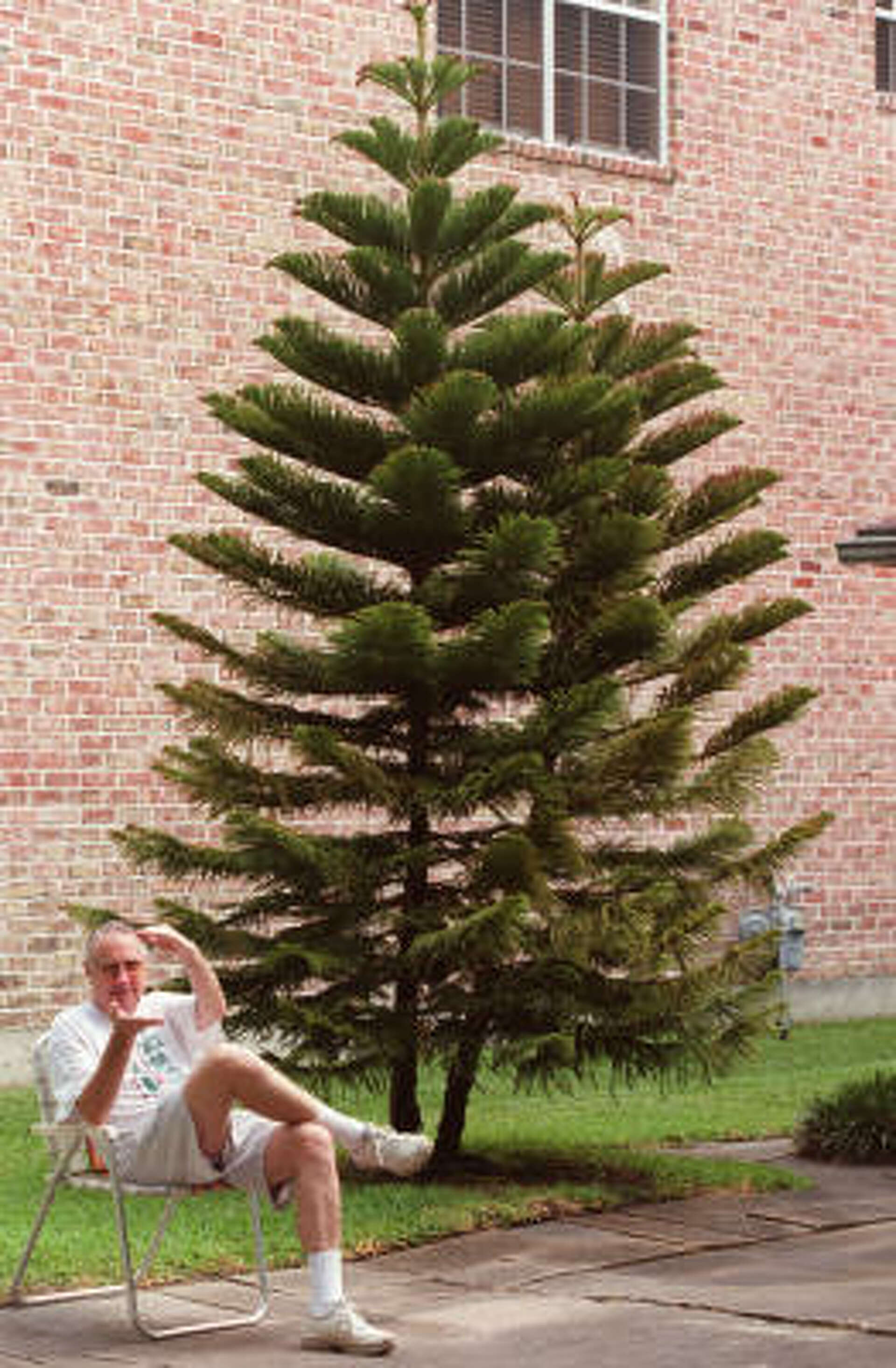 What to do with a Norfolk pine that is too large