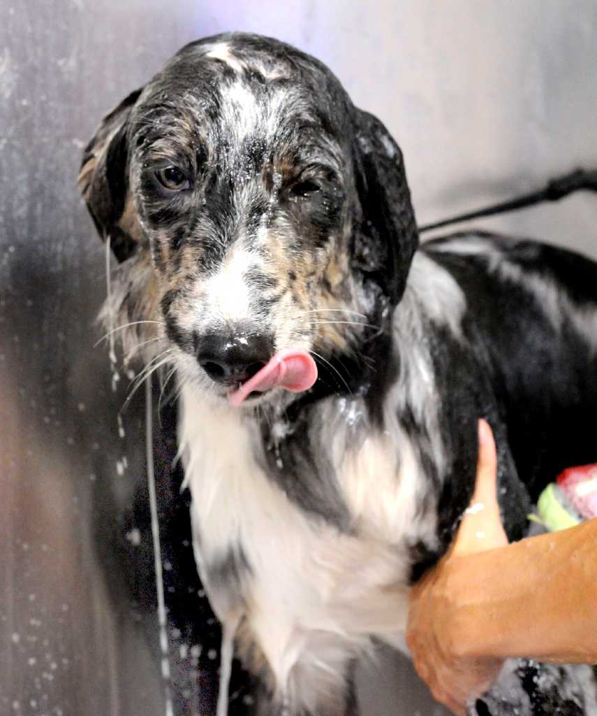 Brookfield salon holds 'Dog Wash Day'
