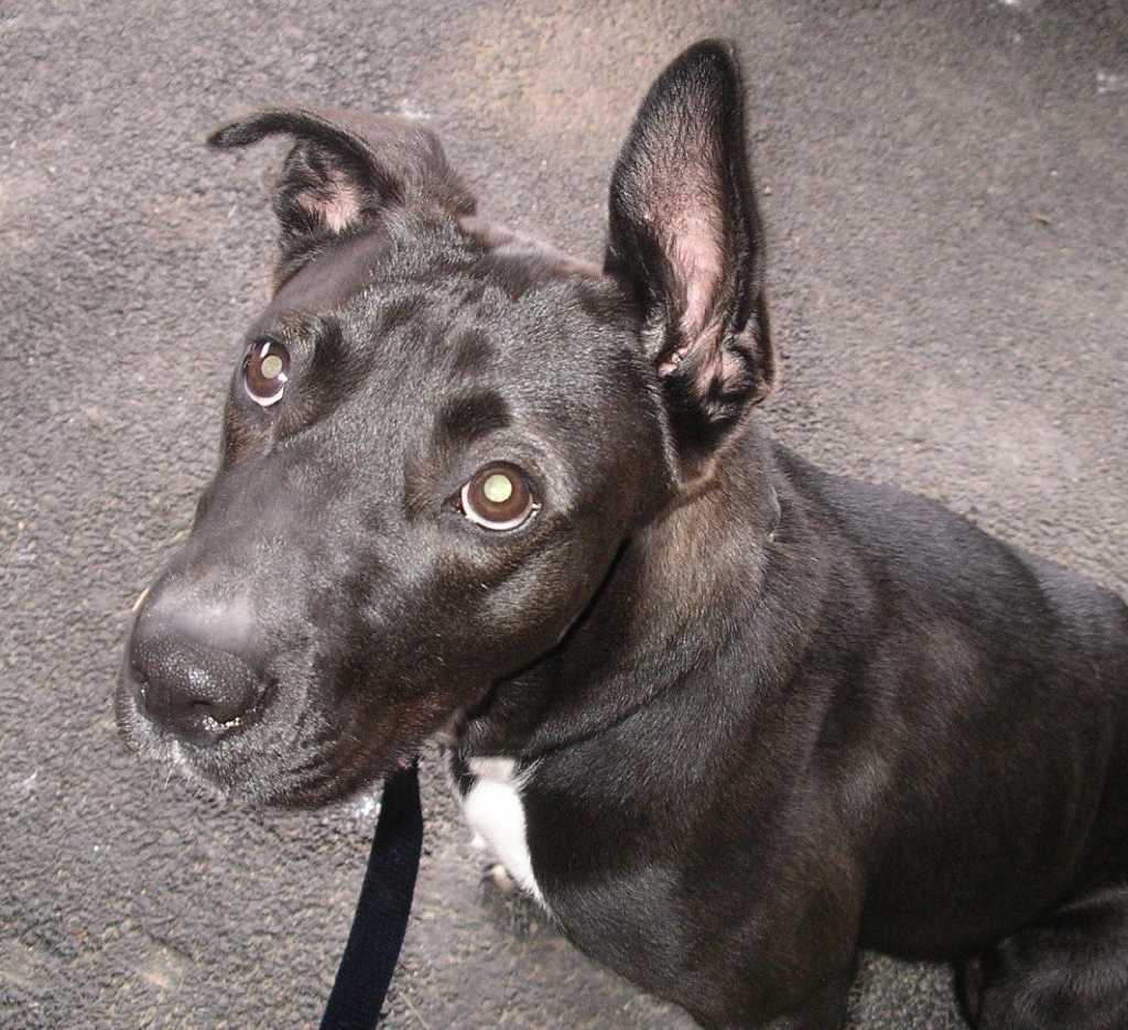 Bring home a four-legged friend